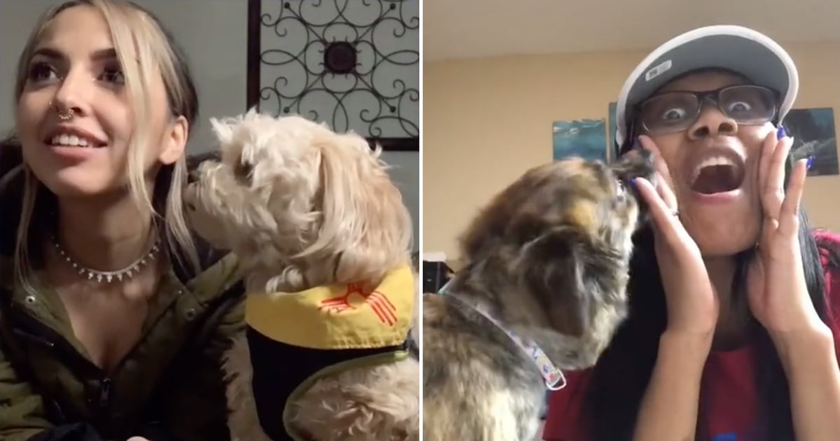 TikTok's "Call Your Dog" Challenge: Funny Videos | PS Pets