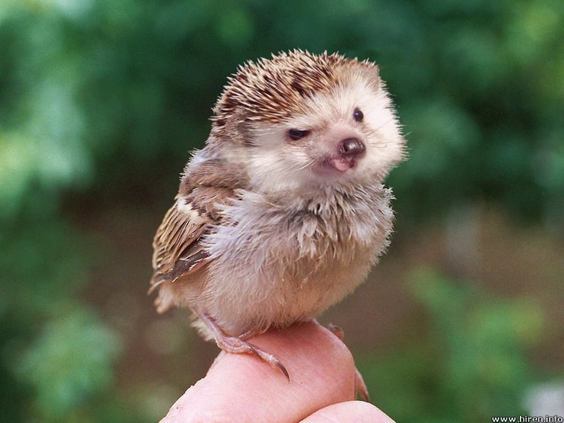 Biddy the Hedgehog Photoshop Pictures | PS Tech