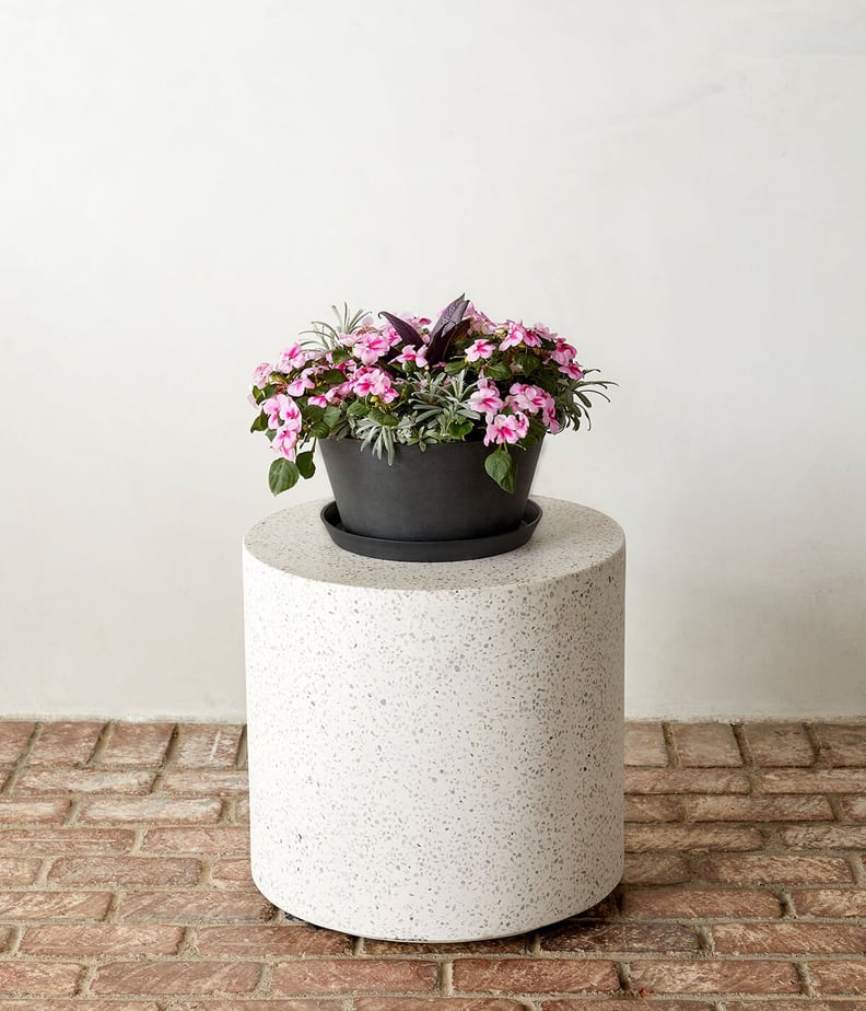 Bloomscape Outdoor Plant Launch | PS Home