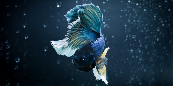 Is It Normal for Betta Fish to Lose Their Fins? | POPSUGAR Pets
