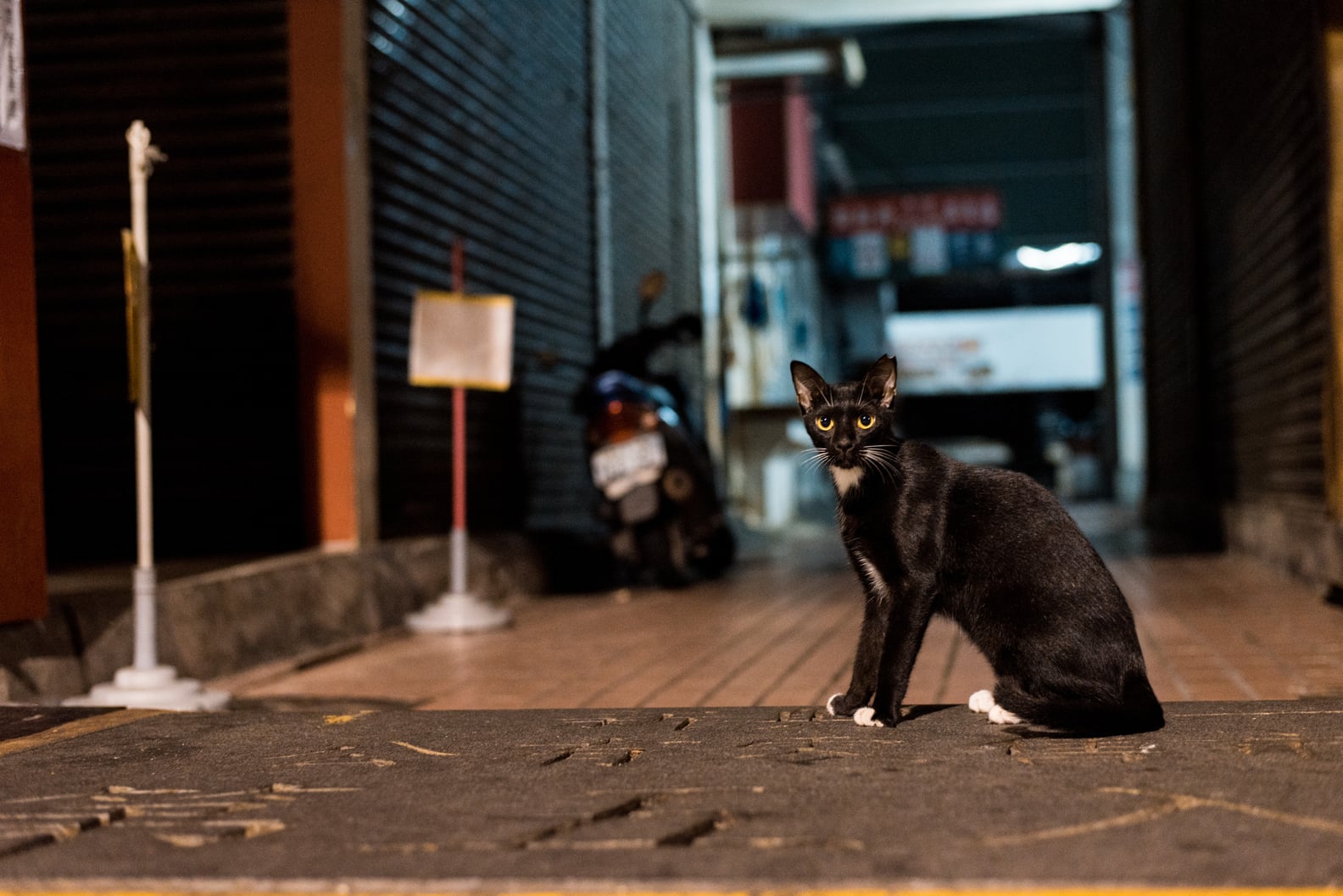 Funny Photos of Evil Cats | PS Pets