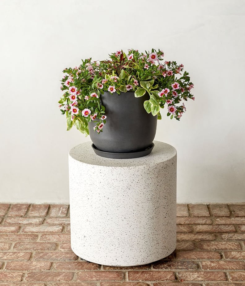 Bloomscape Outdoor Plant Launch | PS Home