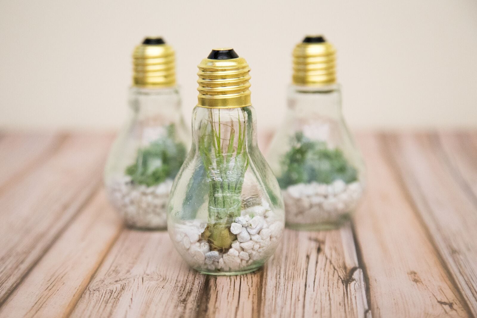 Easy DIY Lightbulb Terrarium | POPSUGAR Home