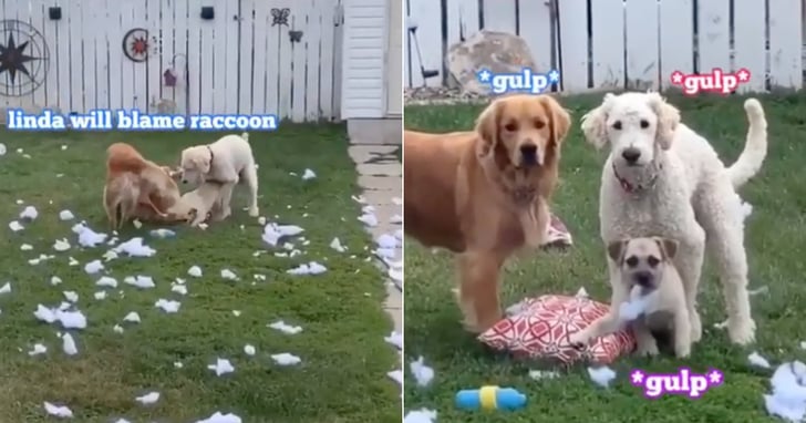 Video of 3 Dogs Tearing Up a Pillow in the Backyard | POPSUGAR Pets