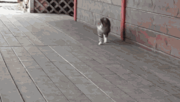 Funny Cat GIFs | POPSUGAR Tech