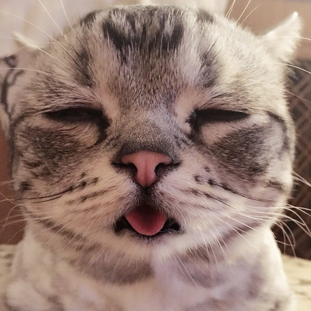 Saddest Cat on the Internet | Pictures | PS Pets