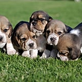 Cutest Pictures of Beagles | POPSUGAR Pets