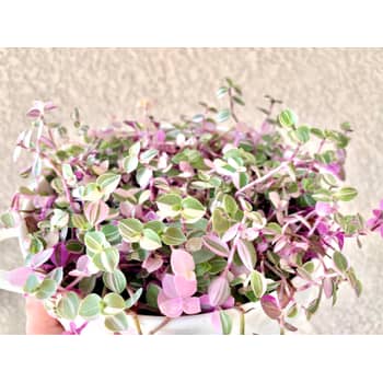 Where to Buy Pink Houseplants | PS Home
