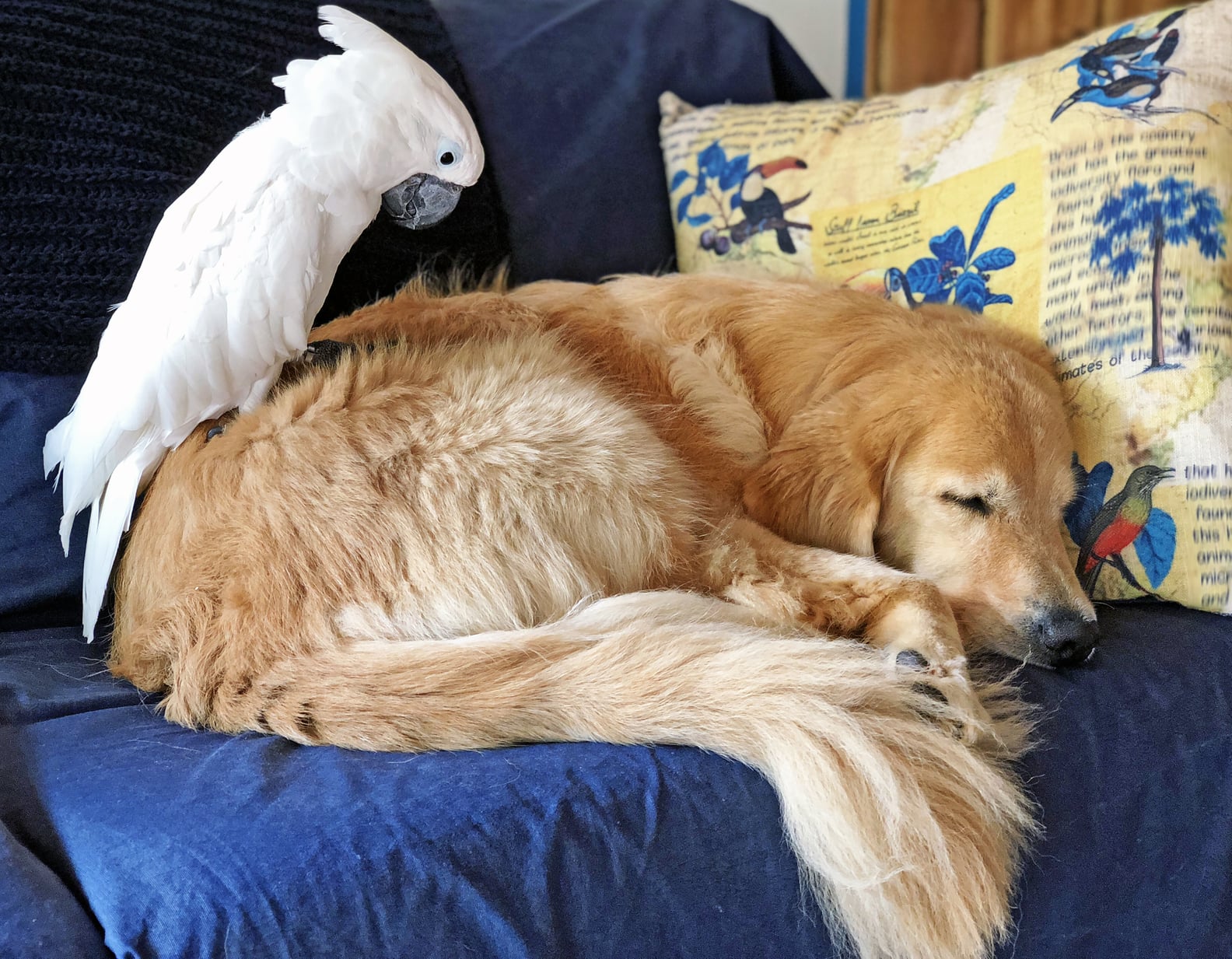 The 9 Small Pets That Are Good to Have With Dogs | PS Pets