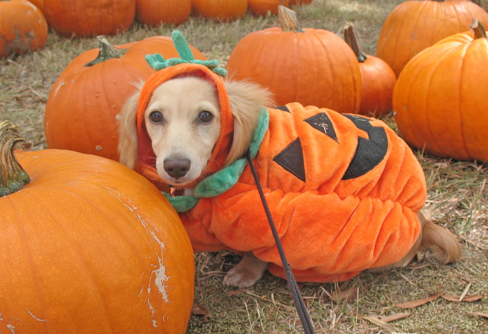 Cute Photos of Dogs in the Fall | POPSUGAR Pets