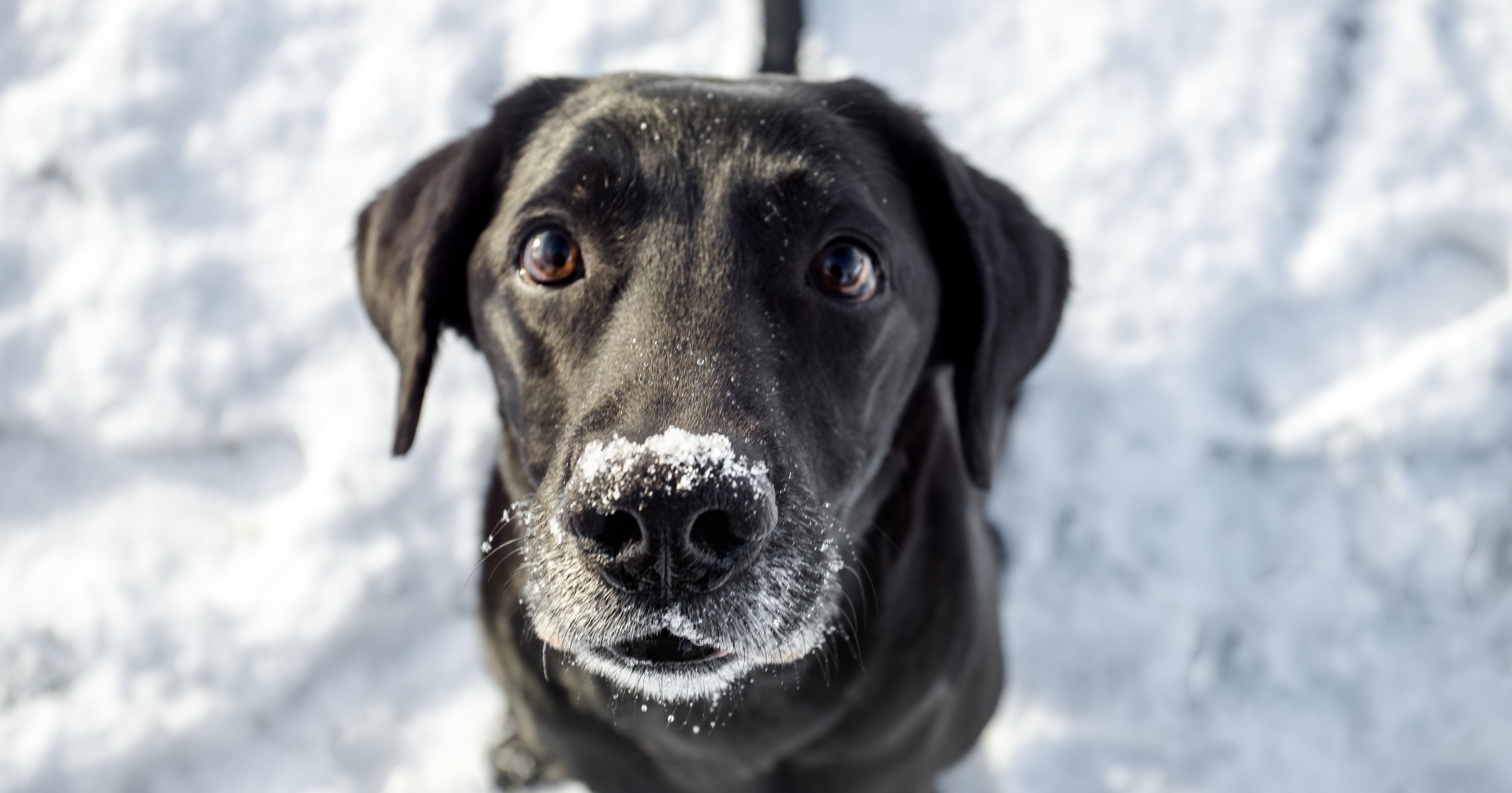 When Is It Too Cold to Take Your Dog Outside? | POPSUGAR Pets
