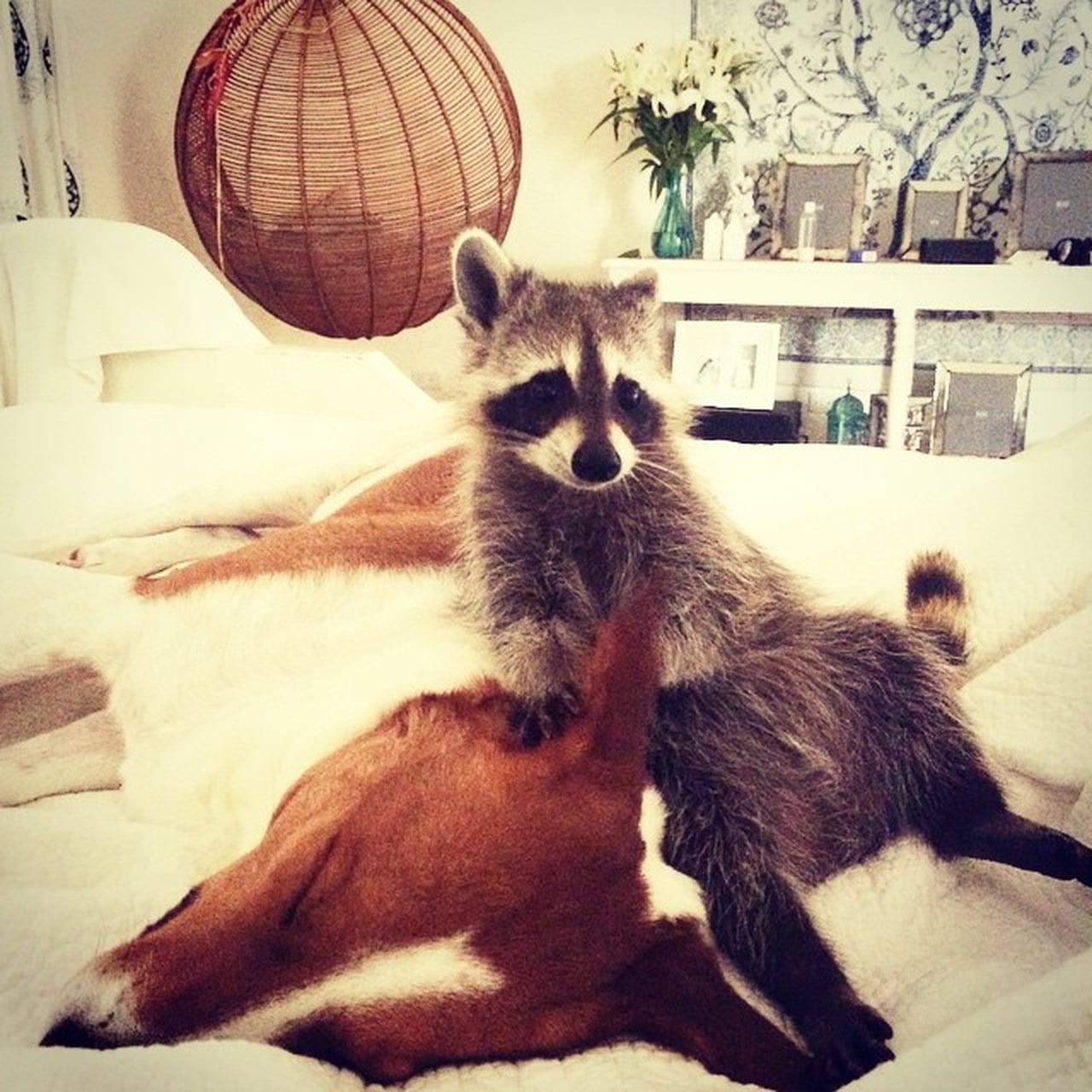 Raccoon That Lives With Dogs | Instagram | PS Pets