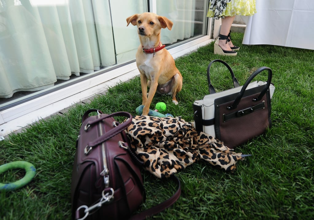 Coach Pups Campaign Ads | POPSUGAR Pets