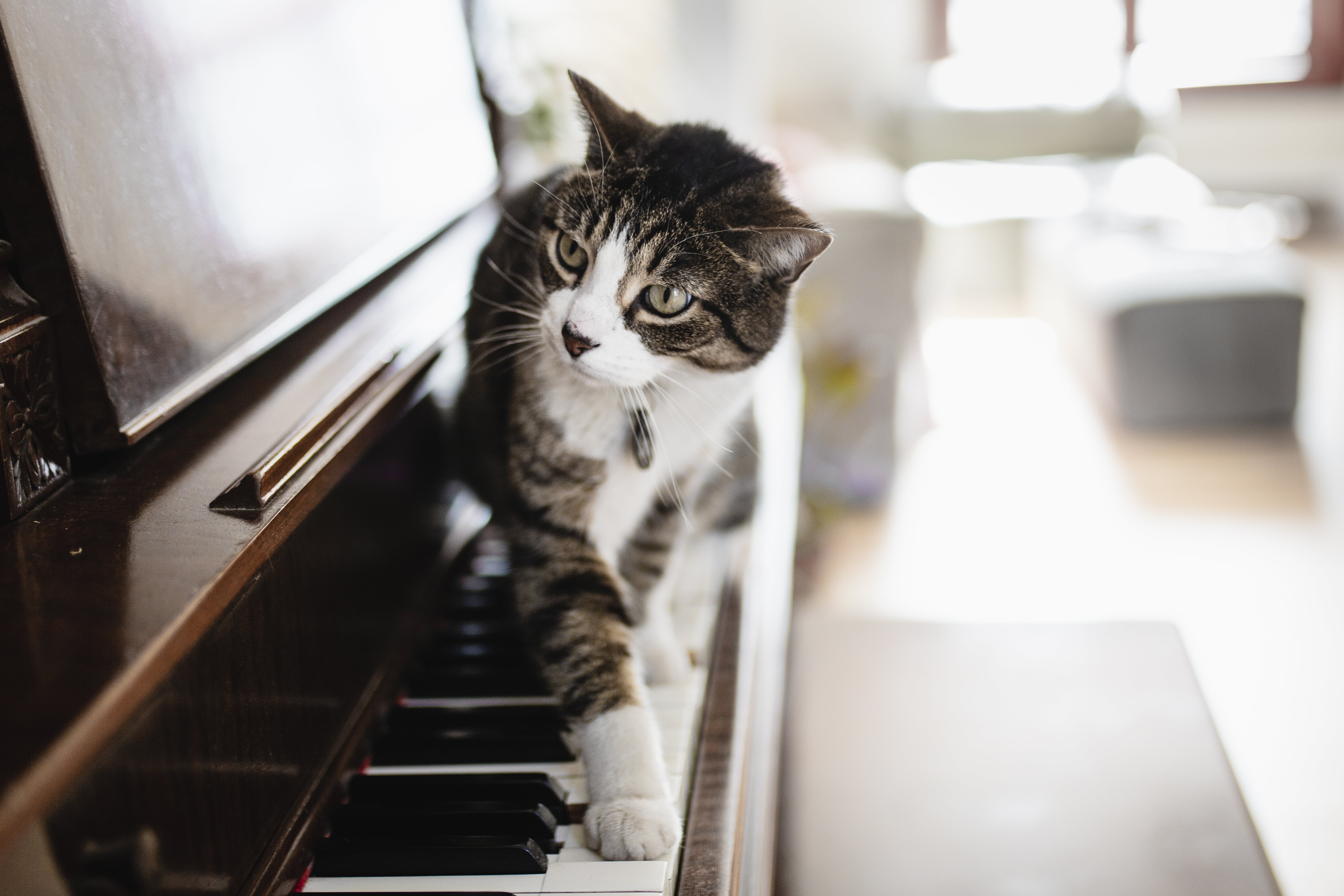 Why Does My Cat Become Active at Night? | POPSUGAR Pets