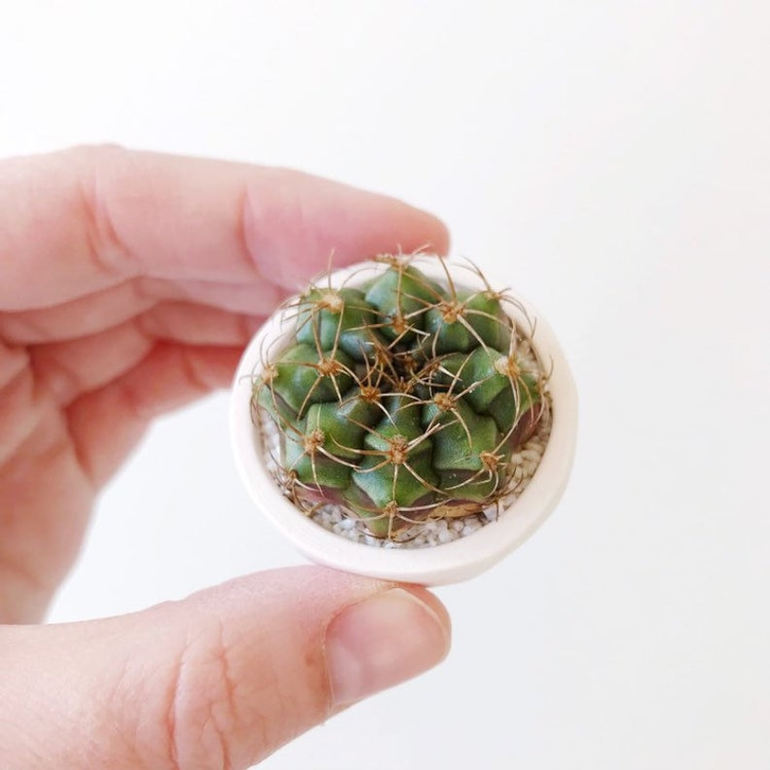 Cute Micro Succulents You Can Buy on Etsy | PS Home