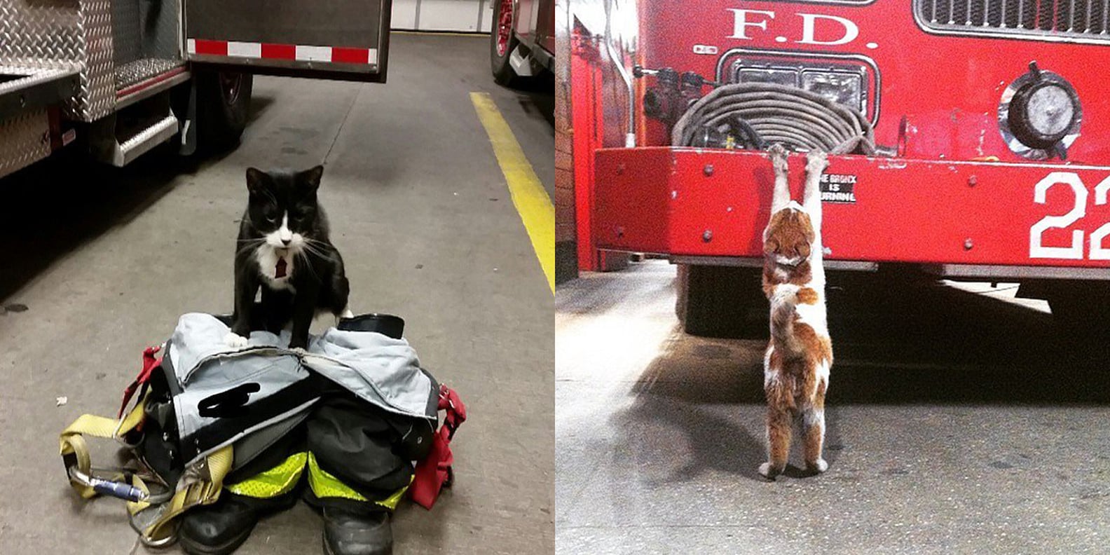 Firefighter Cats on Instagram | PS Tech