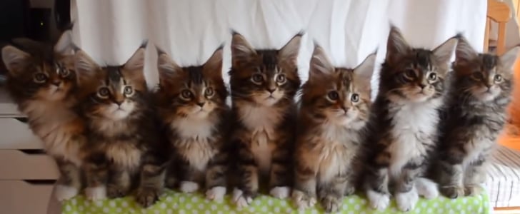 Cute Cats React to Shiny Object | Video | PS Pets