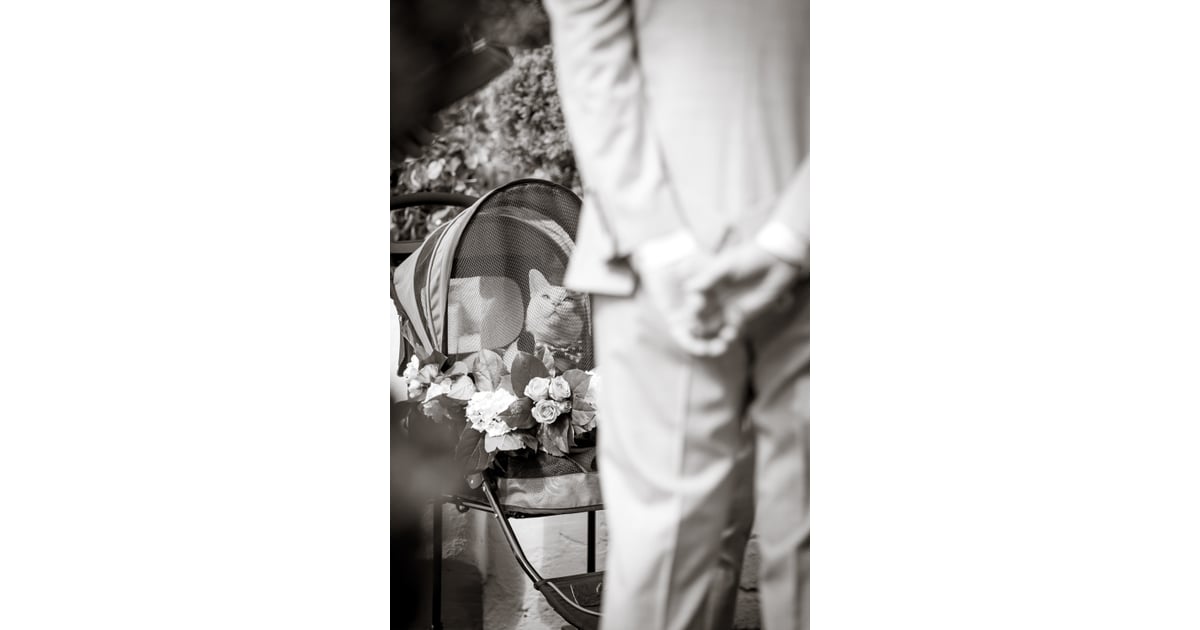 Cat Ring Bearer Wedding | POPSUGAR Love & Sex Photo 26