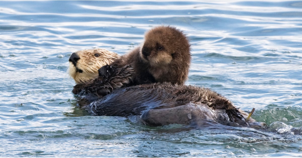 Baby Otter Learning to Swim | POPSUGAR Tech