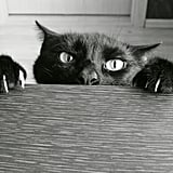 Funny Photos of Evil Cats | POPSUGAR Pets