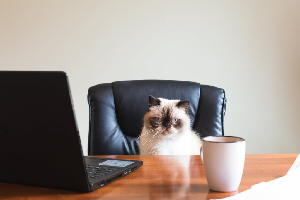 Funny Photos Of Evil Cats POPSUGAR Pets
