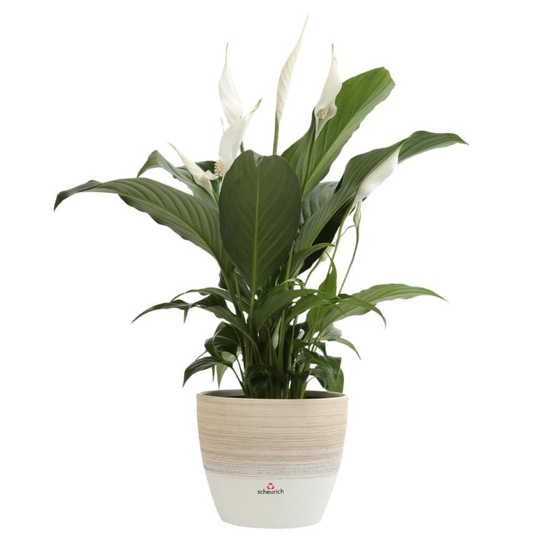 Plants That Reduce Humidity | PS Home