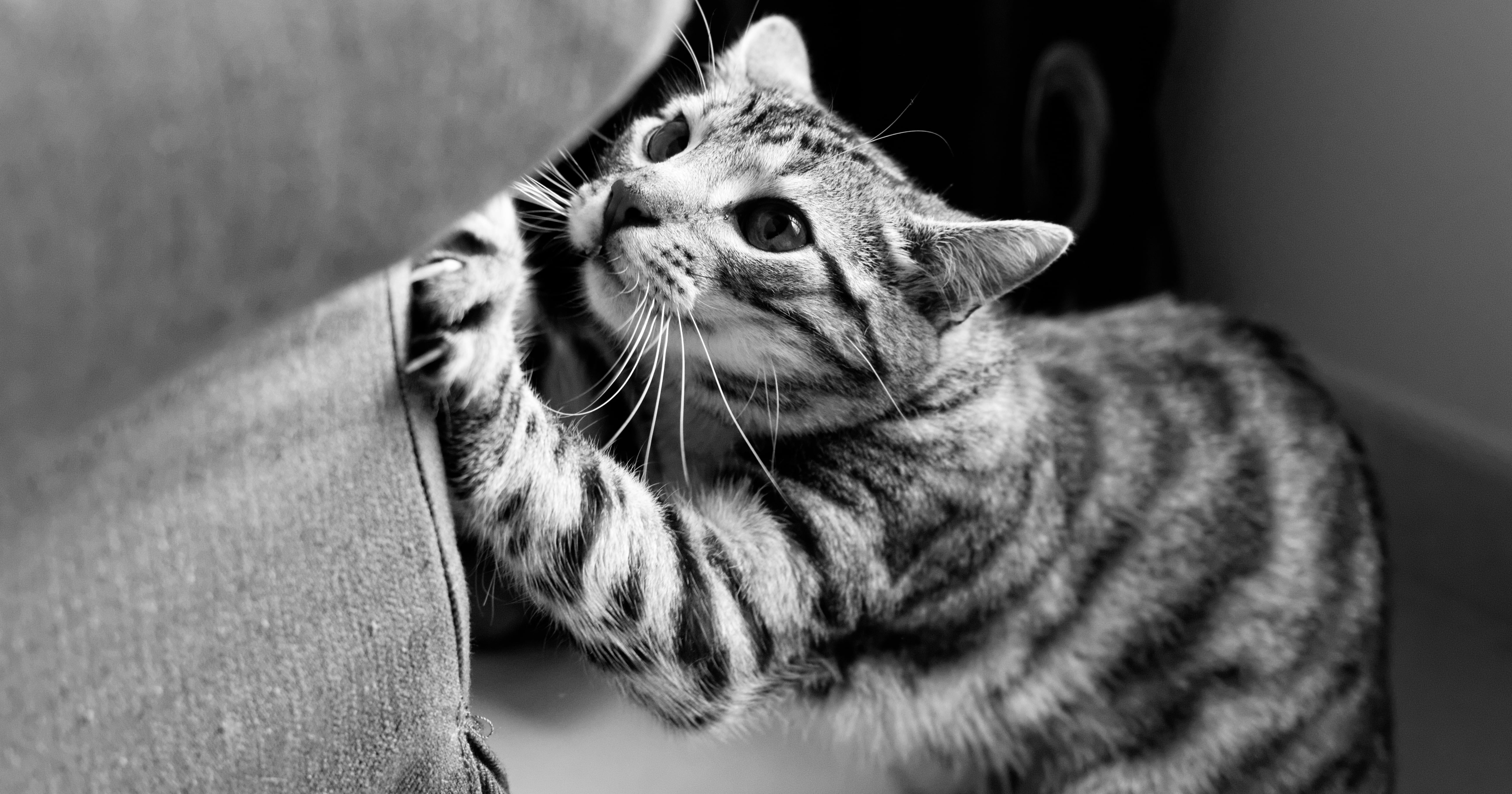 Best Antiscratch Cat Products For Your Home | PS Pets