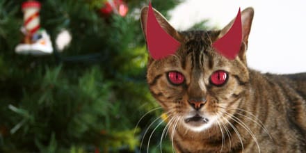 Cats Attack Christmas Trees | PS Pets