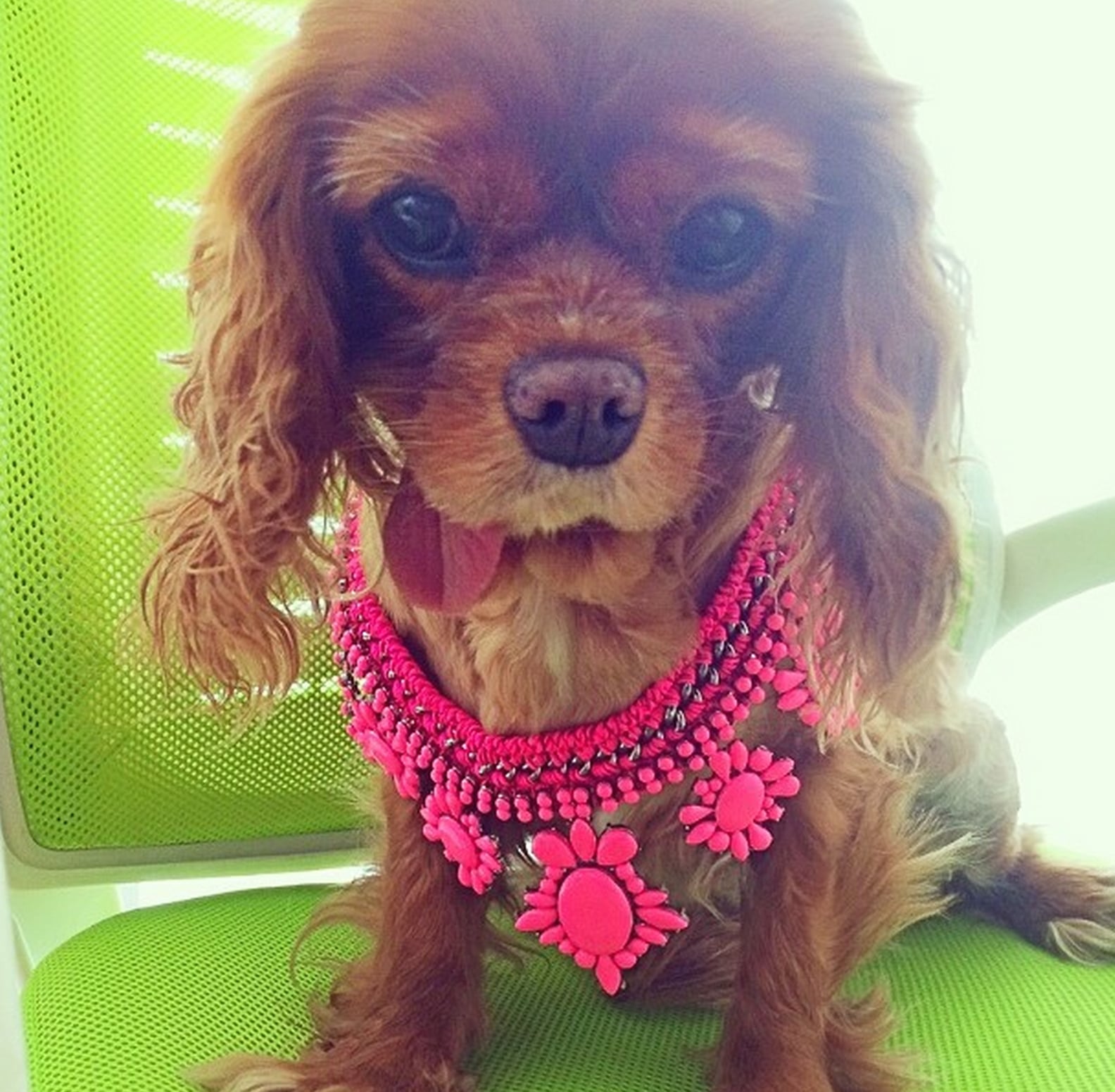 Toast Meets World Tote Bag | PS Fashion