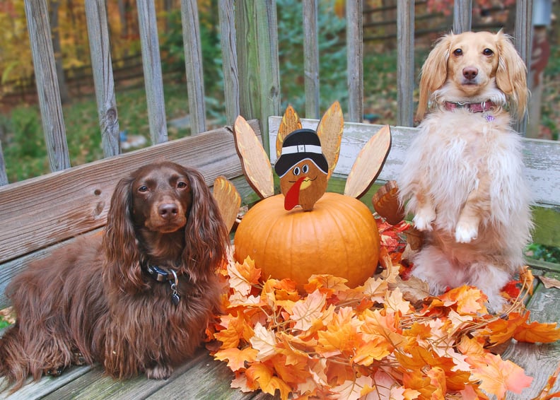 Cute Photos of Dogs in the Fall | POPSUGAR Pets