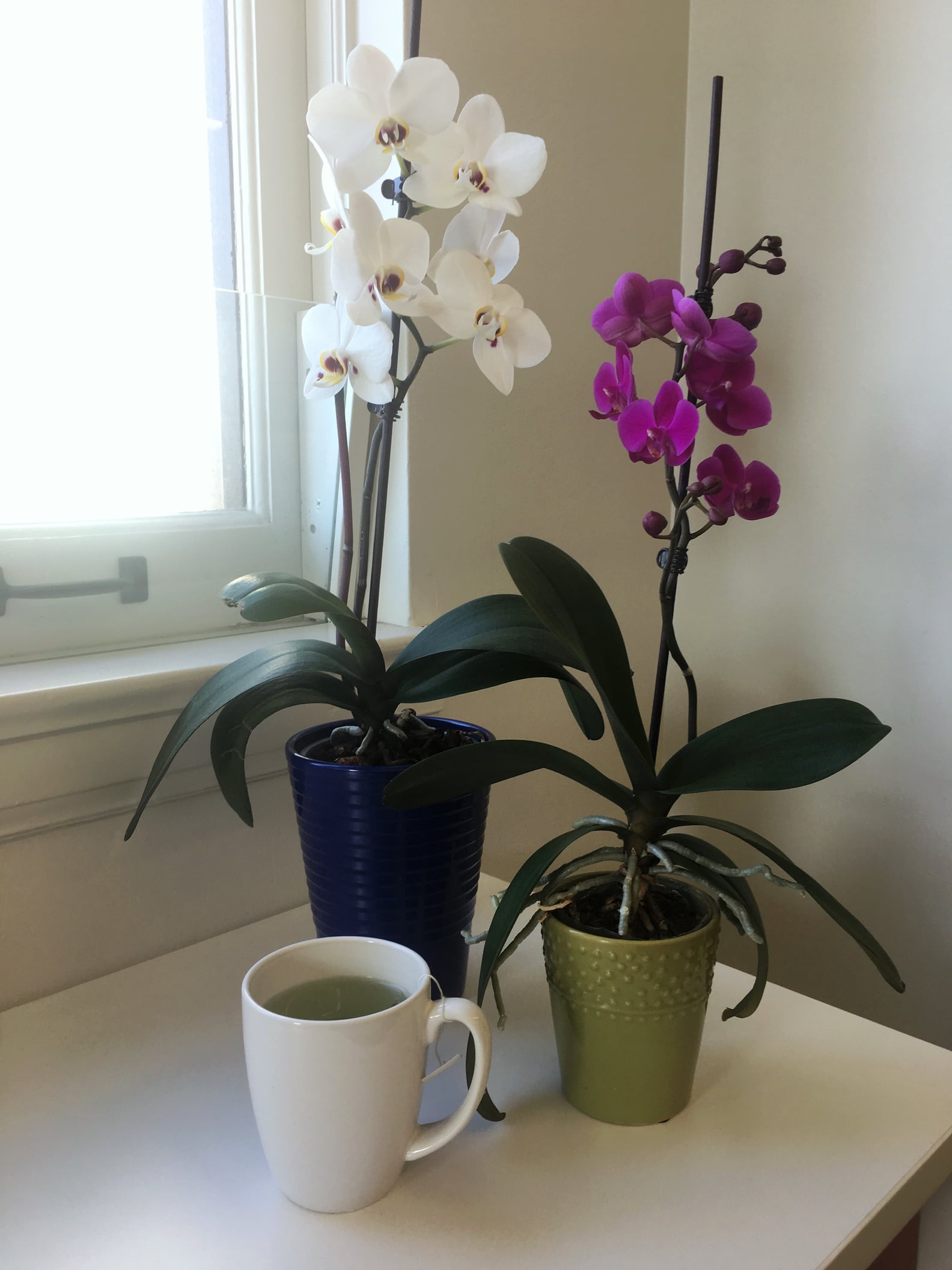 Rebloom Orchids With Tea | PS Home