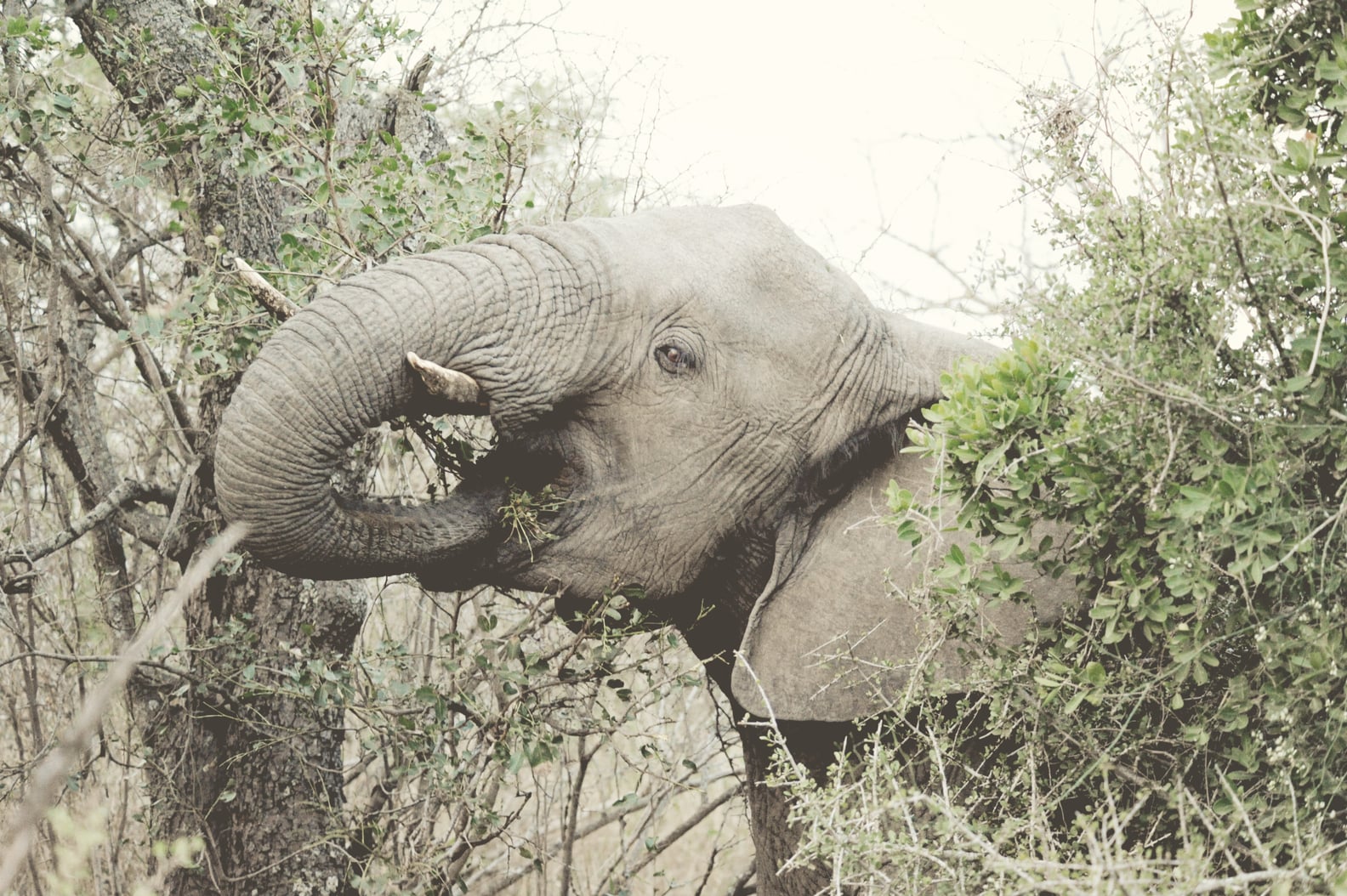 South African Safari Wedding With Elephants | PS Love