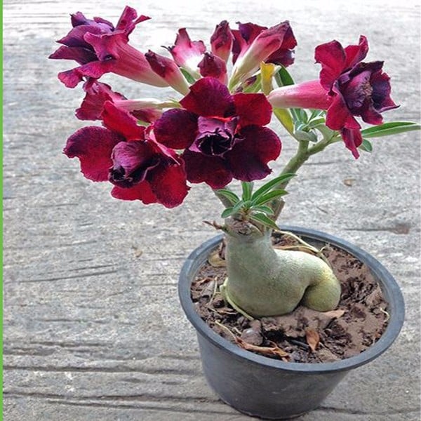 Desert Rose Plant | Best Indoor Flower Plants For Beginners | POPSUGAR ...