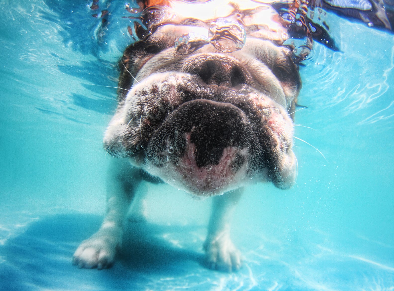Pet Photography Tips From Underwater Dogs' Seth Casteel | PS Pets