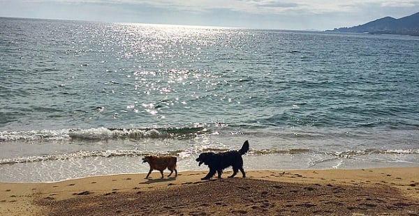 Spring Break Dogs | PS Pets