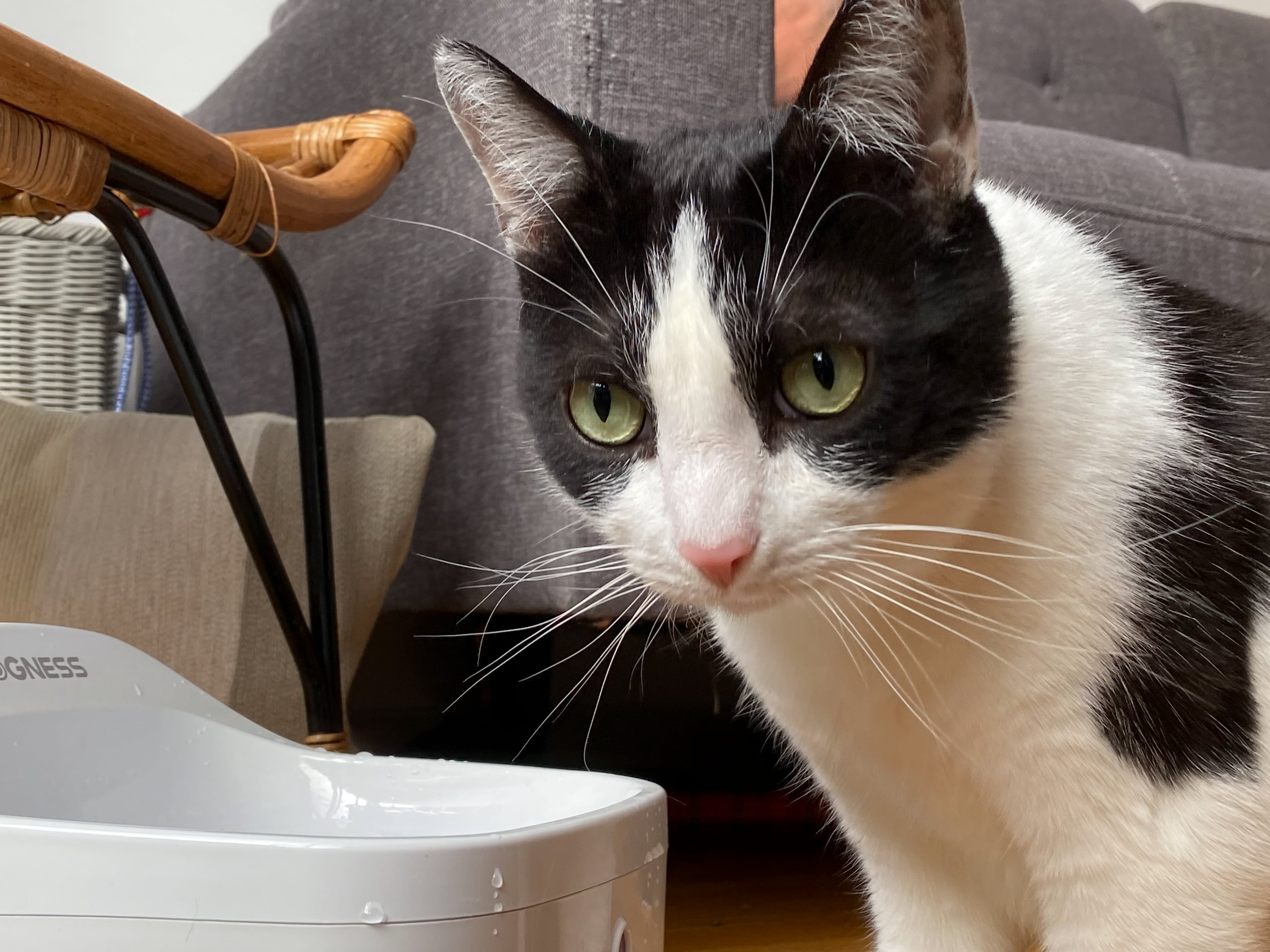 Why My Cats Love the Dogness Pet Water Fountain | Review | POPSUGAR Pets