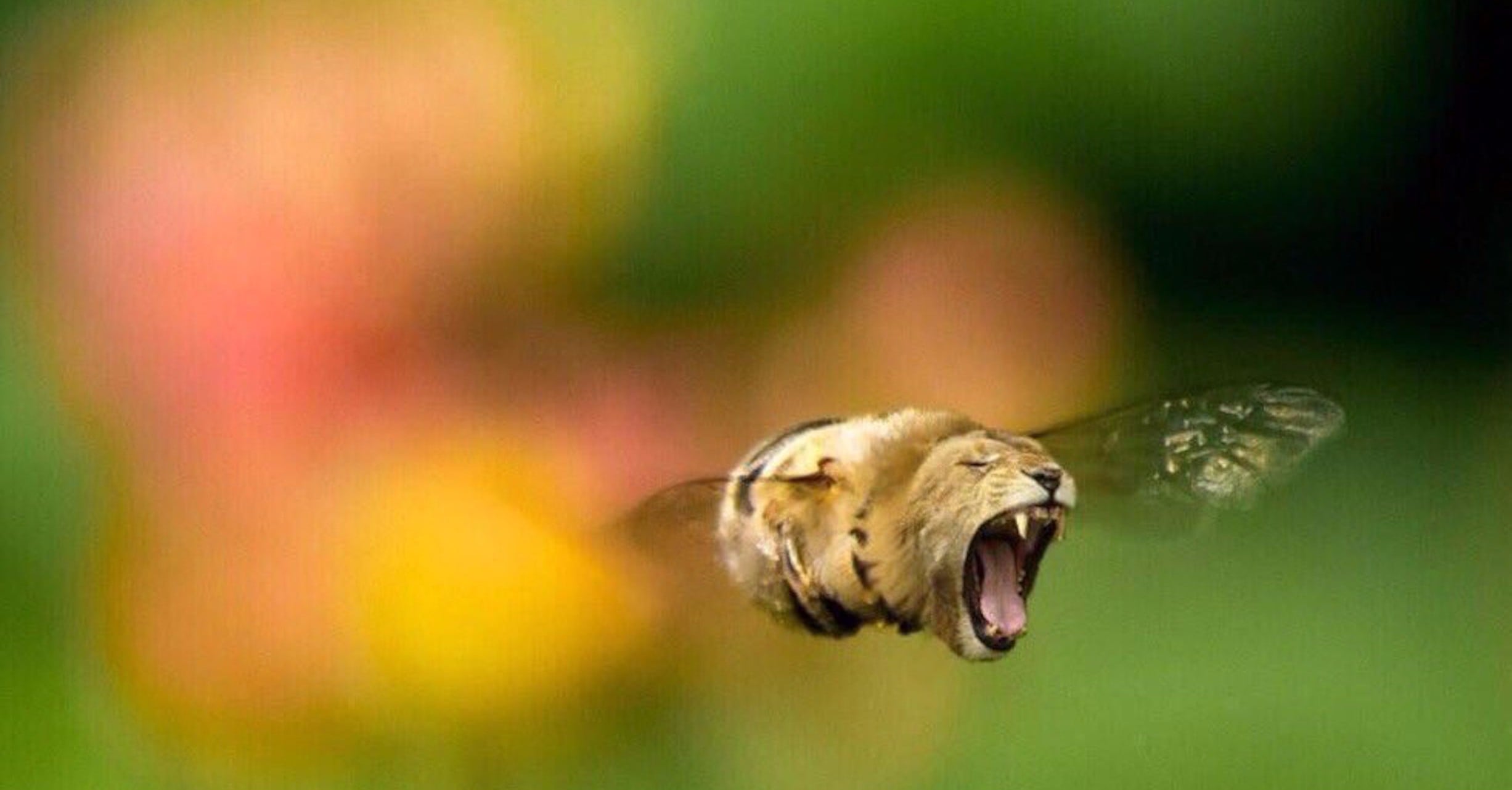 What Is the Bee Lion Meme? | PS News