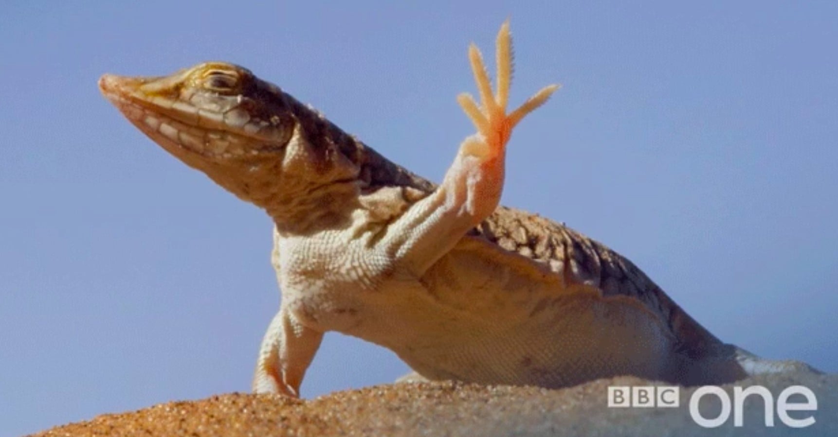 Dancing Lizard From Planet Earth II | PS Tech