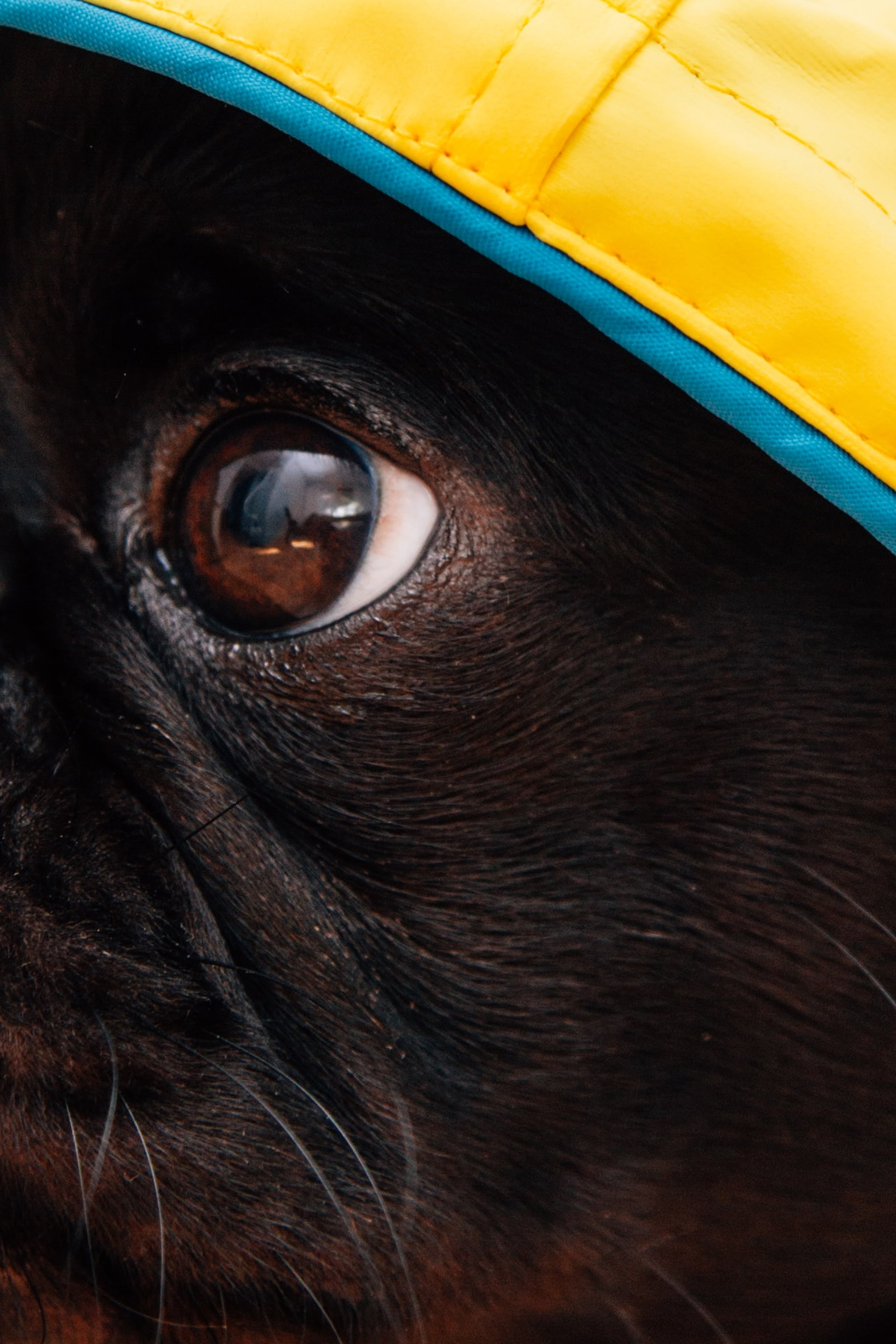 Hurricane Safety Tips For Pet Owners | POPSUGAR Pets