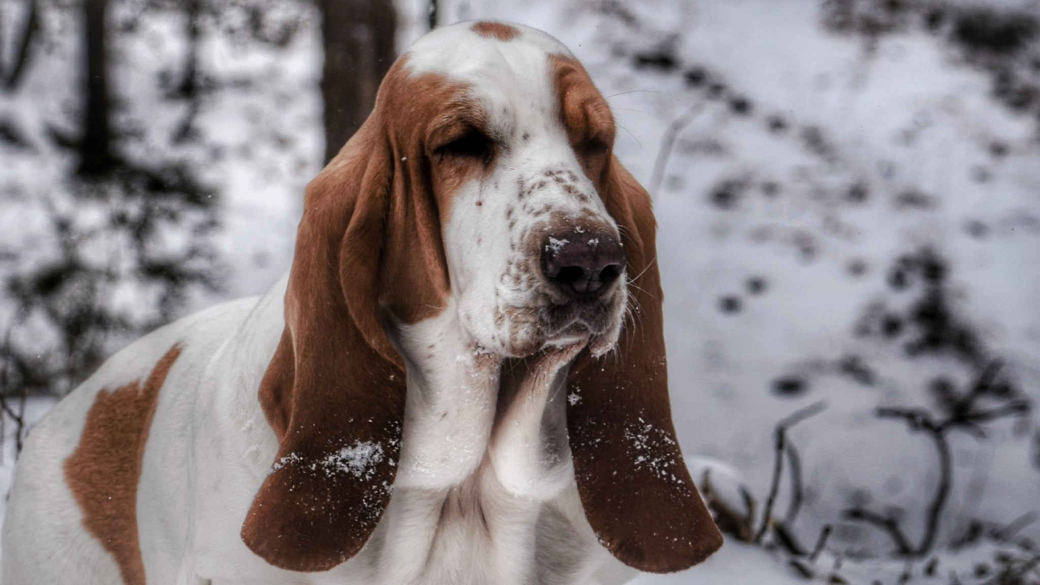 Are Basset Hounds Dwarfs