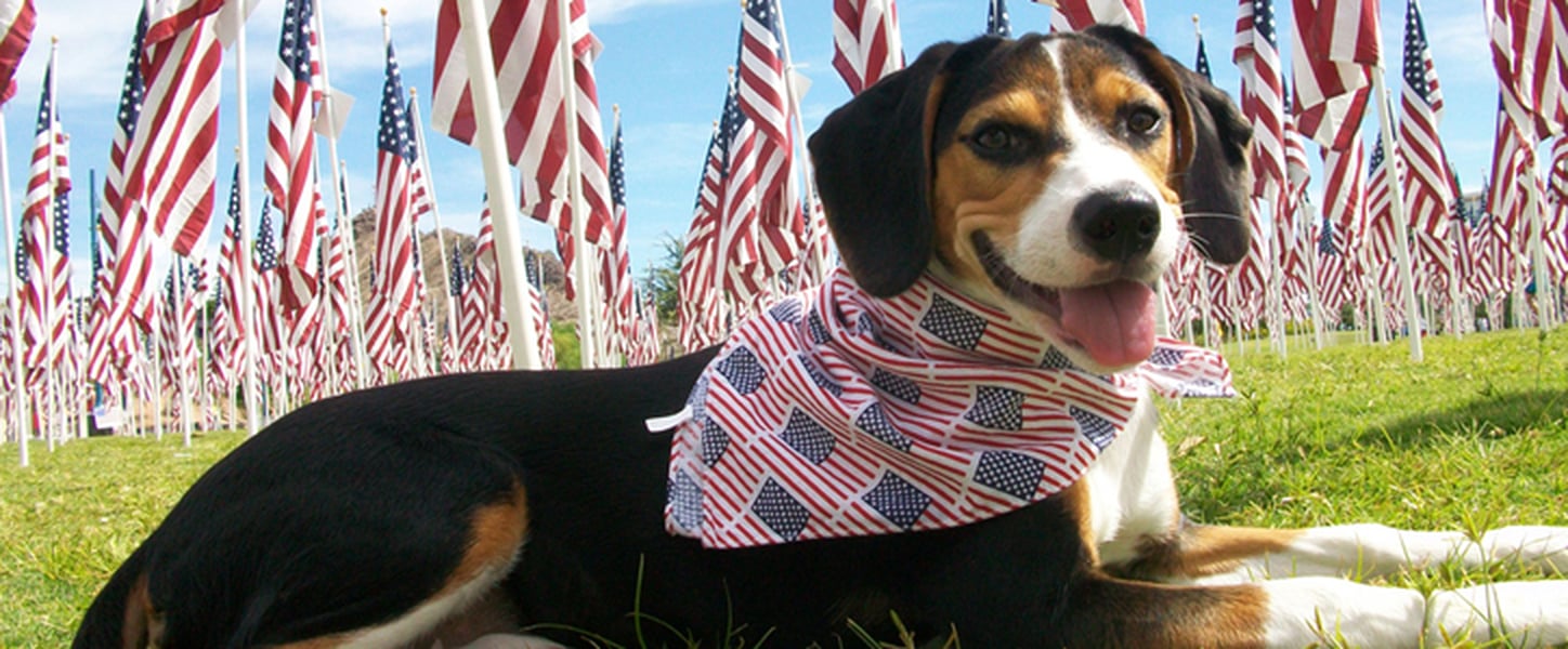 Patriotic Pets | PS Pets