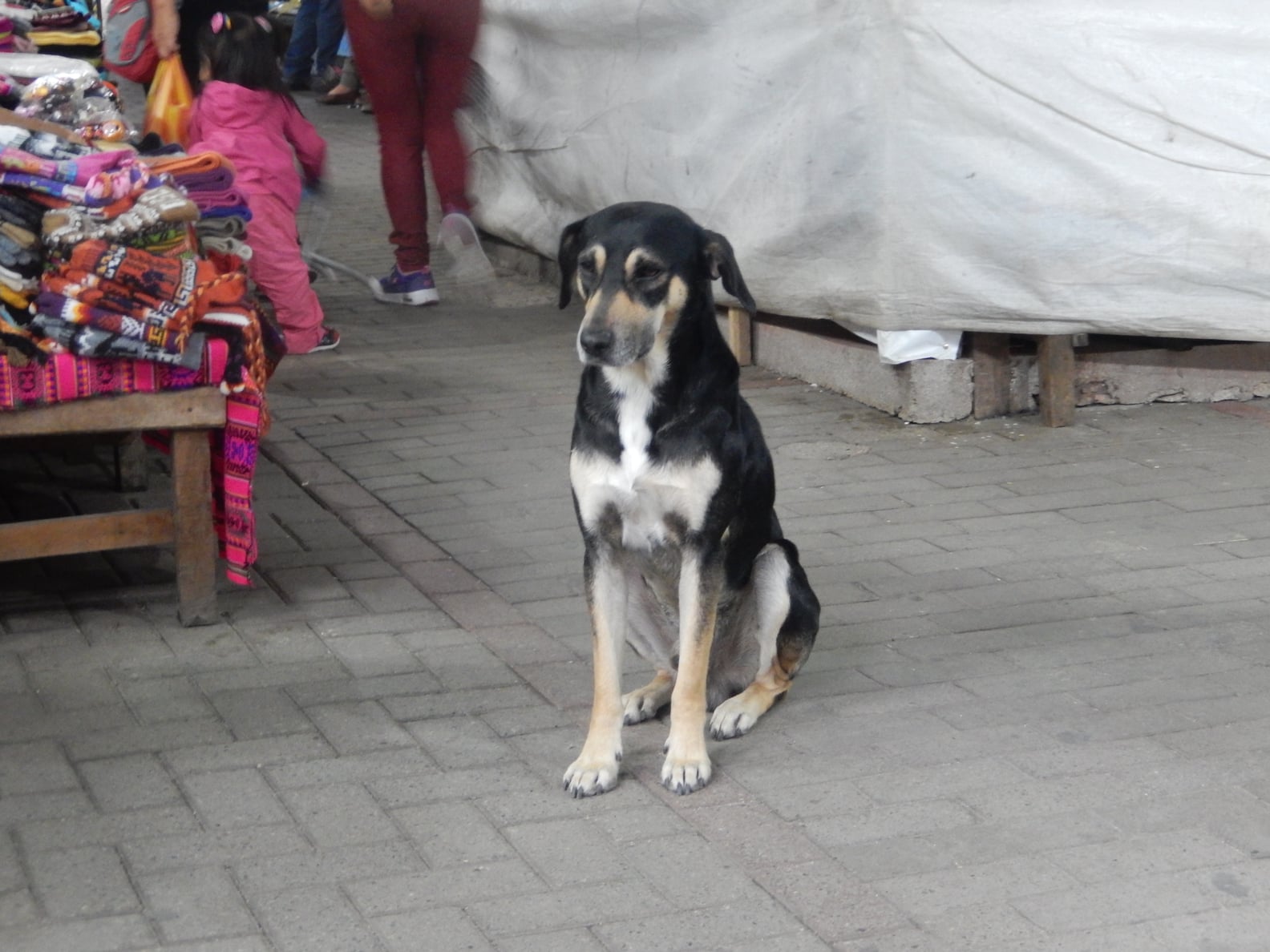 Street Dogs in Peru | PS Pets