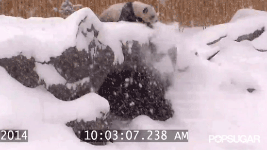 Panda Bear Falls at Toronto Zoo | Video and GIF | PS Celebrity