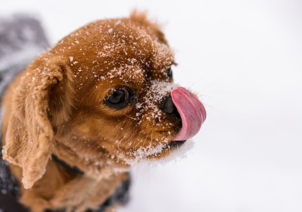 Dogs Playing in Snow | POPSUGAR Pets