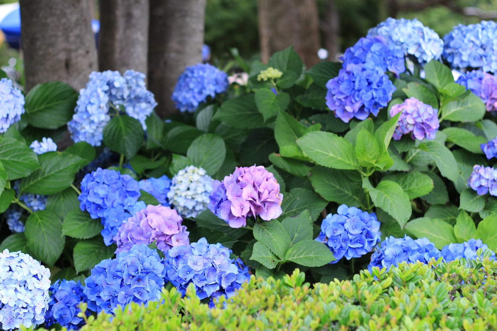 How to Change the Color of Hydrangeas | PS Home