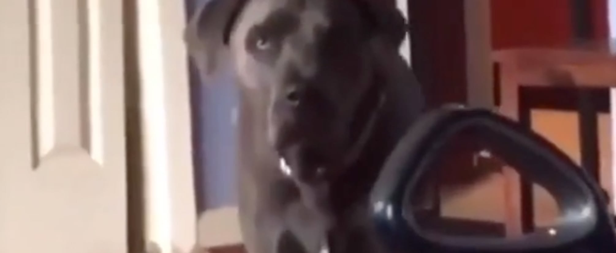 Funny Videos of Pit Bulls | POPSUGAR Pets