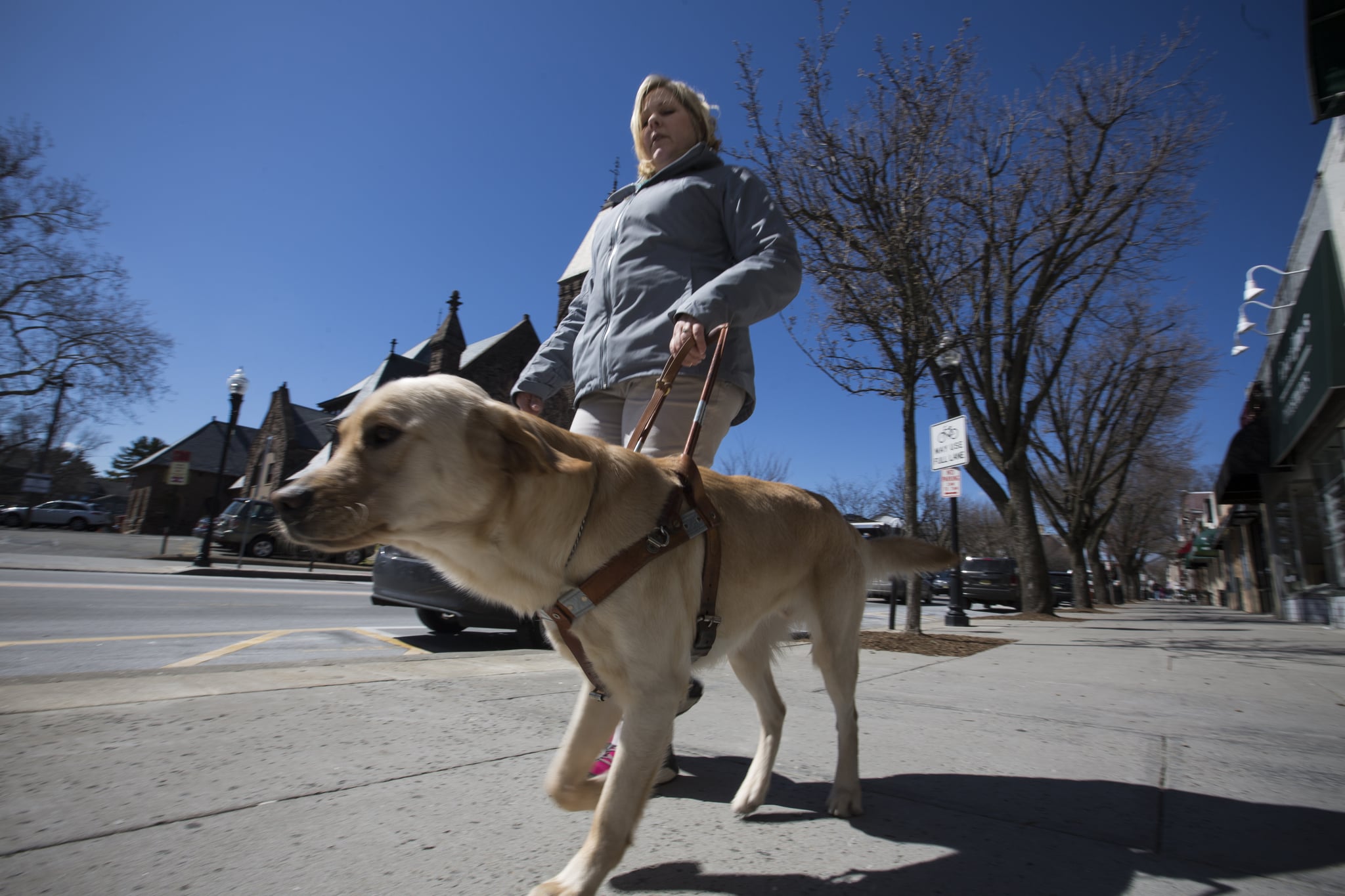How Do Seeing Eye Dogs Know When To Cross The Street