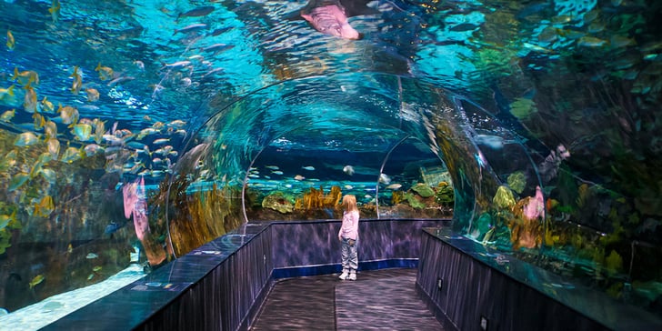 Best Aquariums For Kids | POPSUGAR Moms
