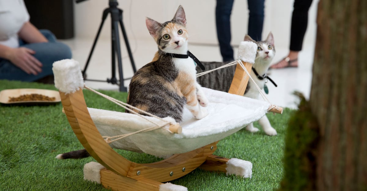 Purina ONE Cat Camp | POPSUGAR Pets