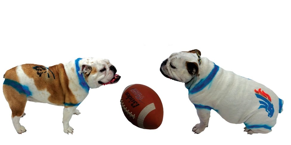 Dog-Safe Paint | POPSUGAR Pets